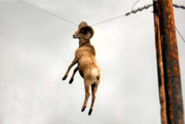 Fun facts of Spain: Throwing a live goat off top of a church ...